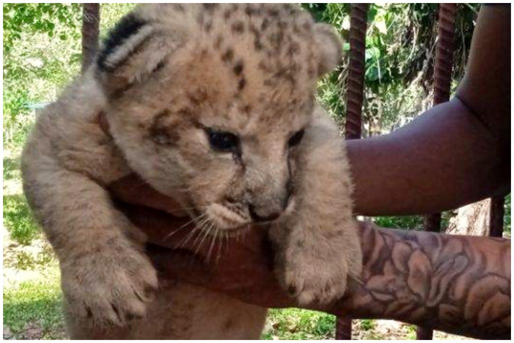¡Bienvenido Jorgito! Nace cachorro de león en zoológico de Sancti Spíritus
