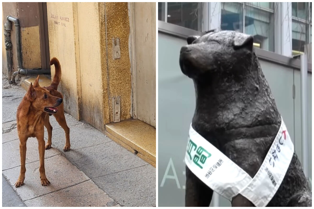 Hachiko cubano: perro espera el regreso de sus dueños en su antigua casa