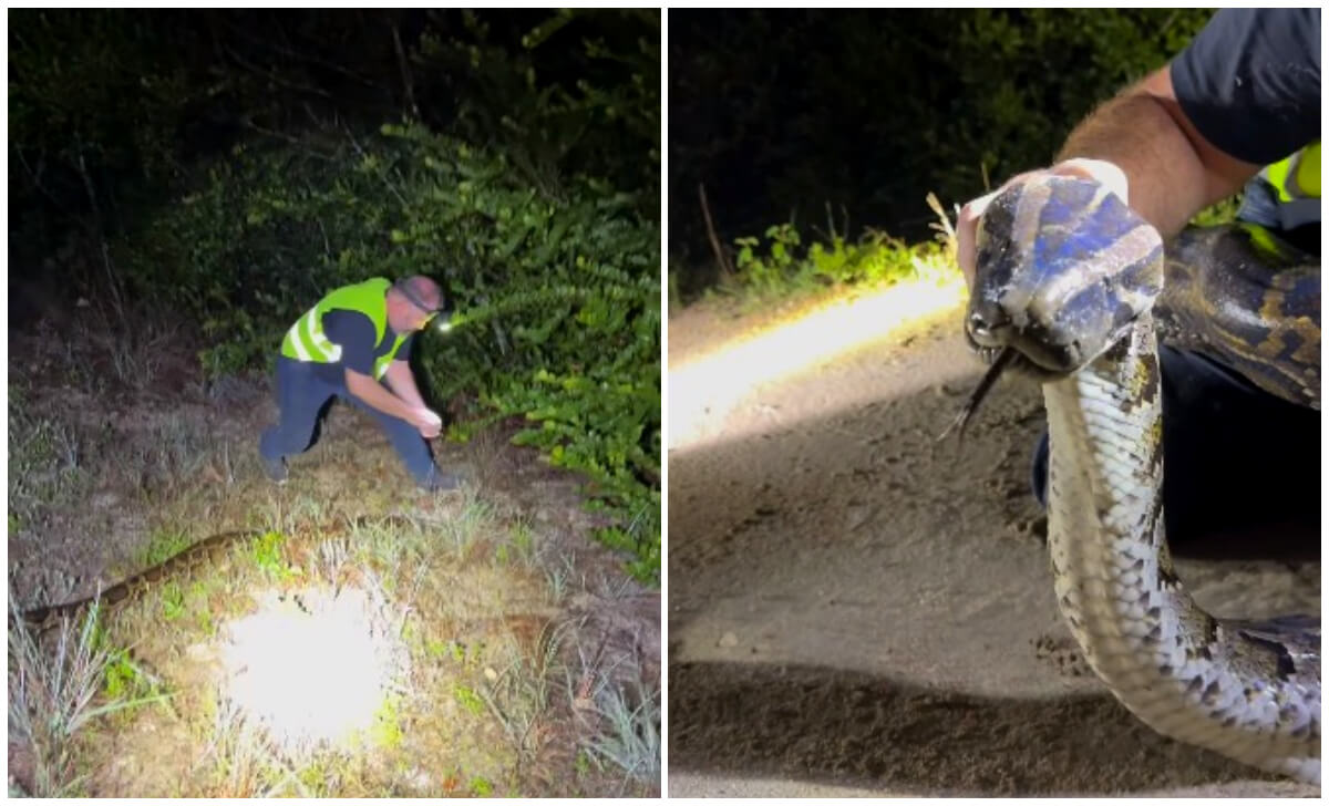 Video: capturan enorme pitón de 17 pies en un pantano de Florida